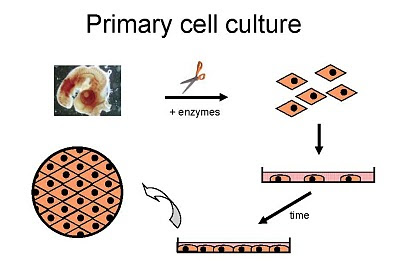 My Scientific Blog - Research and Articles: CULTIVATION OF VIRUSES