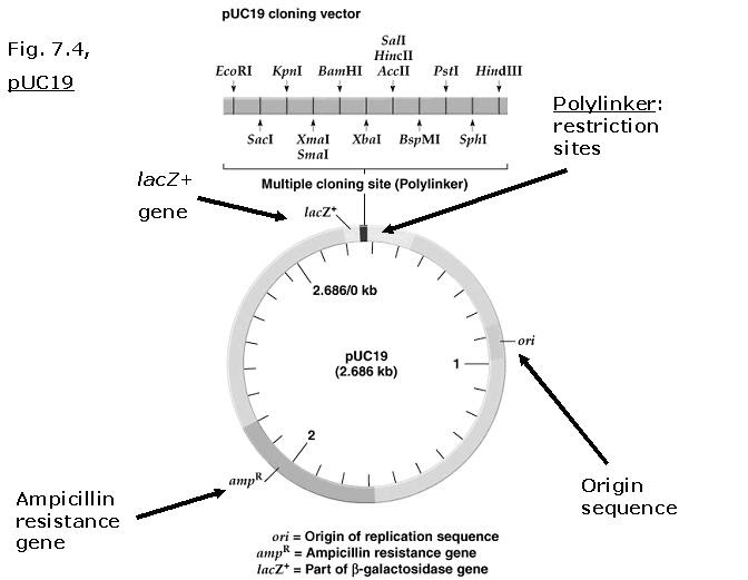 Plasmid Vector Map