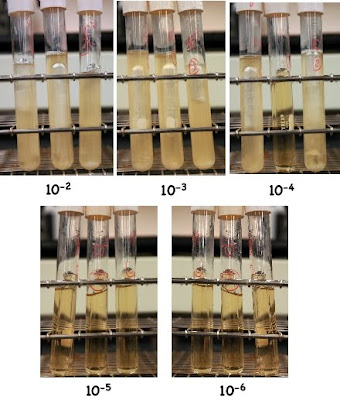 My Scientific Blog - Research and Articles: Microbial Water Analysis