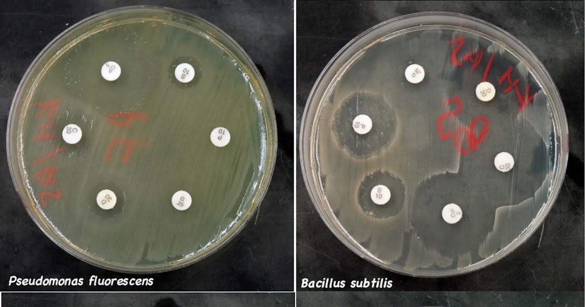 My Scientific Blog - Research and Articles: The antibiotic disk ...