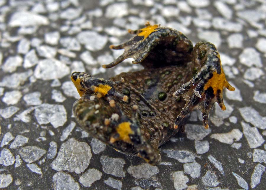 PHOTO ODYSSEY OF RICHARD: UNKENREFLEX YELLOW BELLIED TOAD