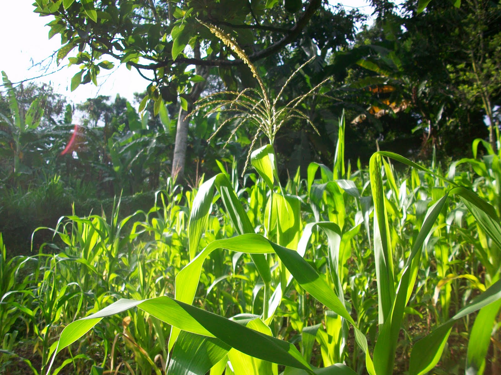 Maize, Cassava, and Beans