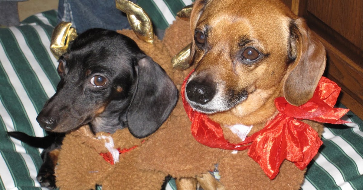 noodleroux: What's the difference between buffalo and bison?