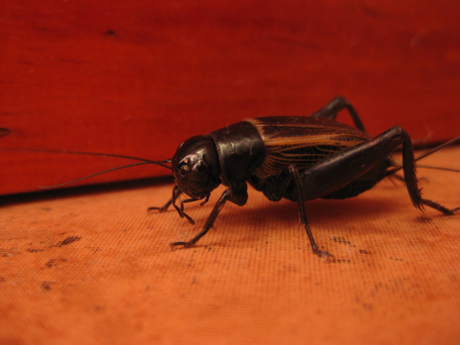 ASILO DE LETRAS: EL GRILLO Y EL ORGULLO