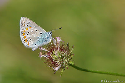 Pescalune Photo: Argus bleu mâle (Polyommatus icarus), Male Common Blue