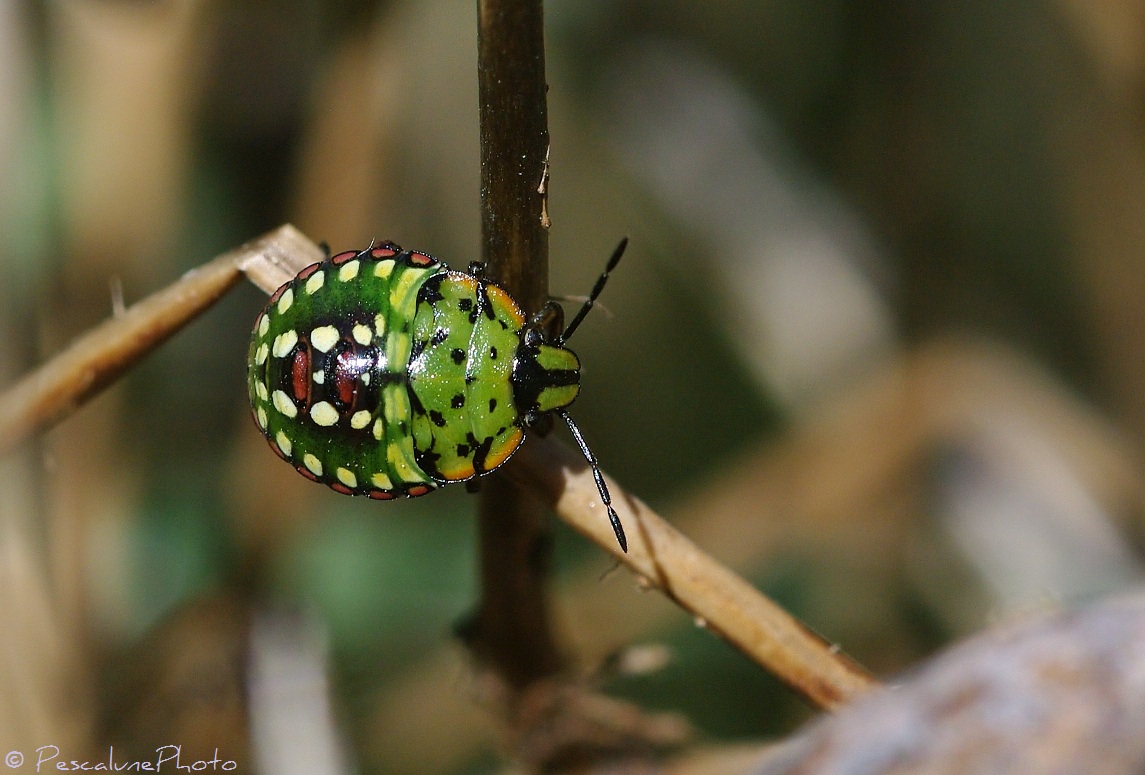 Pescalune Photo: Punaise verte ponctuée (Nezara viridola) Larves ...