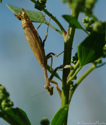 Pescalune Photo: Mante Iris oratoria (Iris oratoria), Mediterranean ...