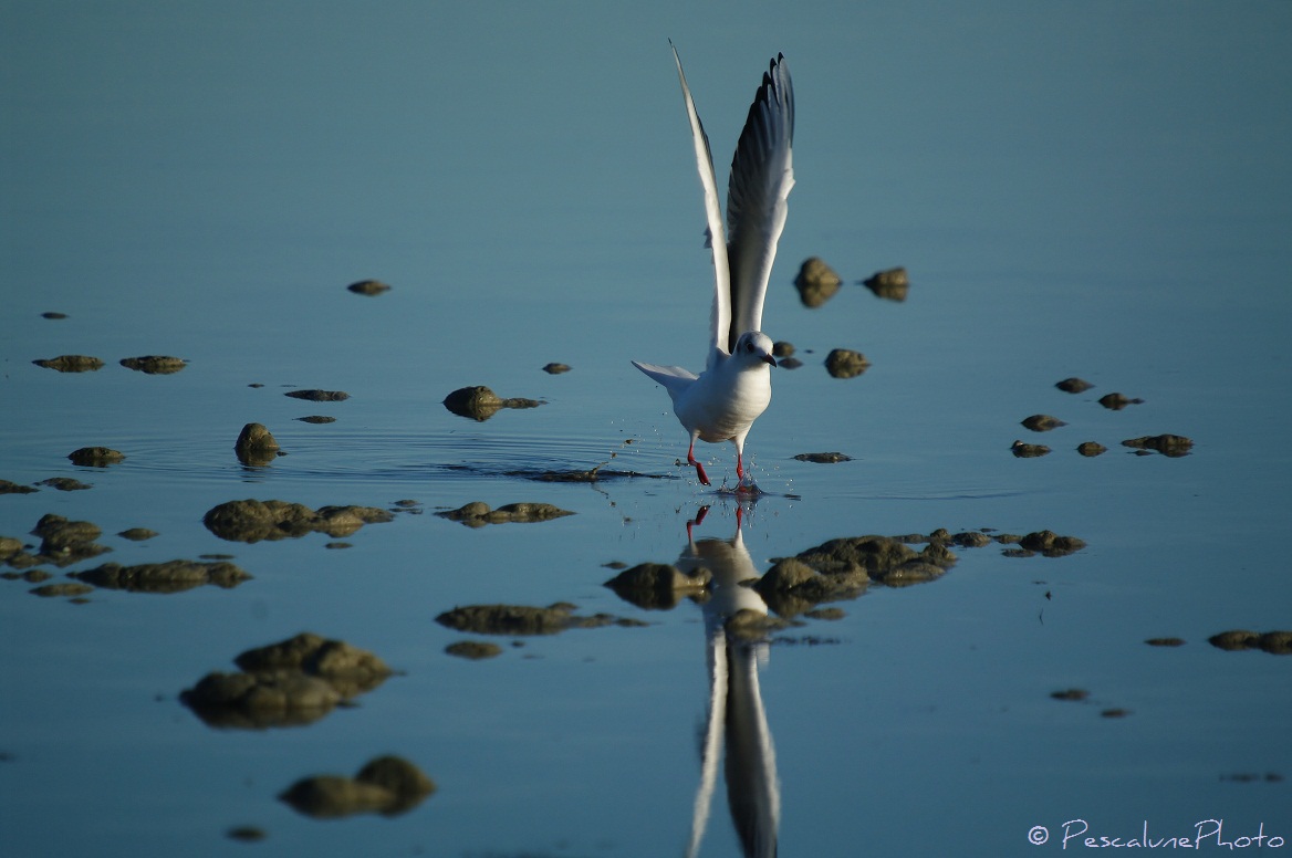 Pescalune Photo: Reflets de Mouette rieuse / Black-headed Gull reflection