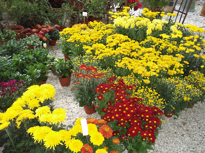 LI NA HERBS: CHRYSANTHEMUM (BUNGA KEKWA)