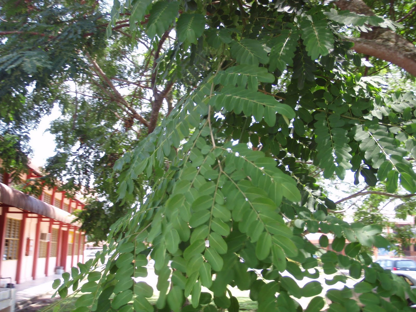 LI NA HERBS: MEDICINAL USE OF THE SAGA TREE