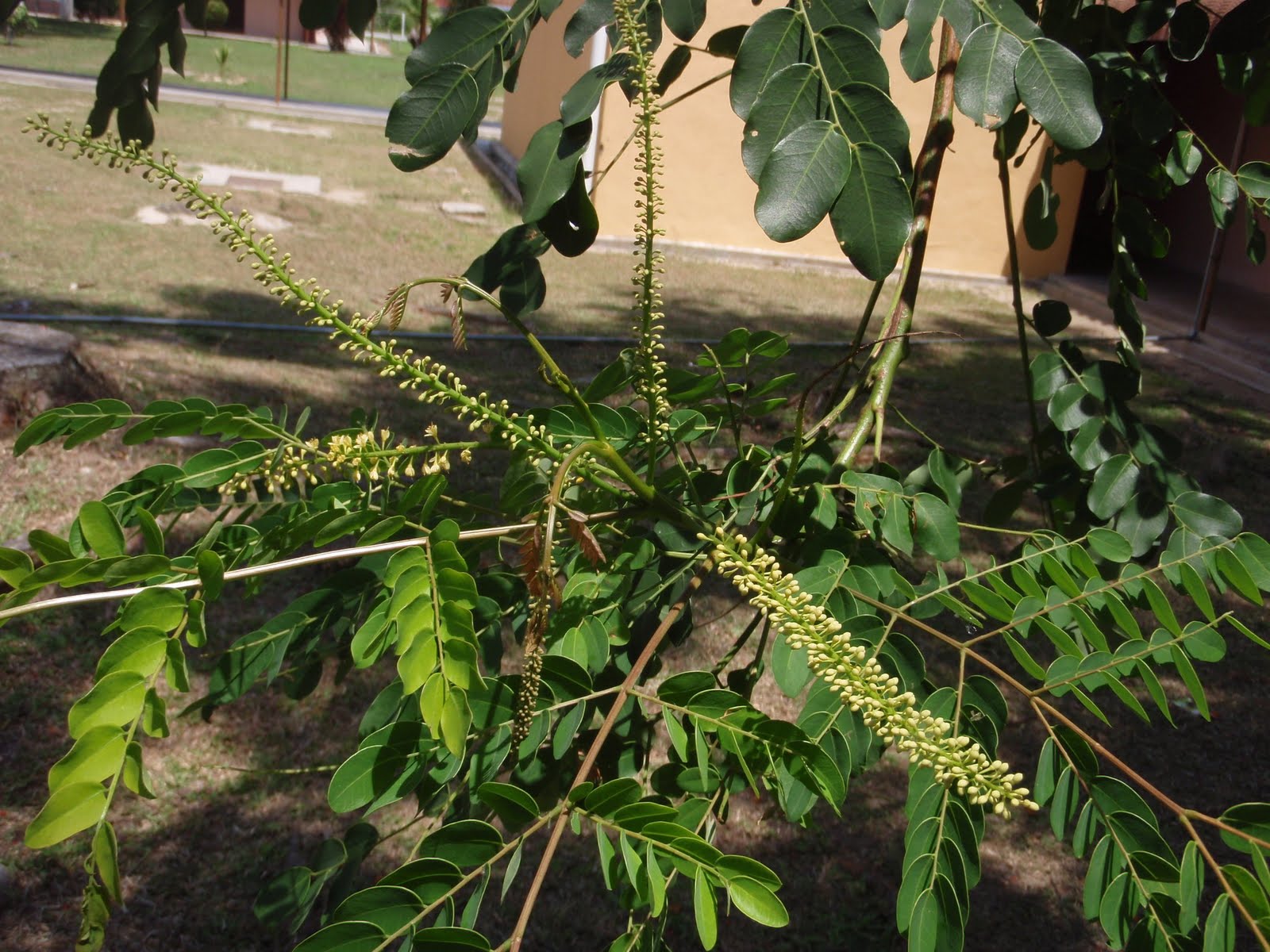 LI NA HERBS: MEDICINAL USE OF THE SAGA TREE