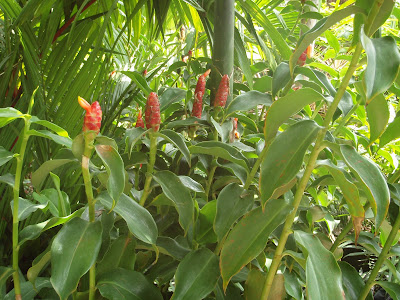 LI NA HERBS: RED BUTTON GINGER