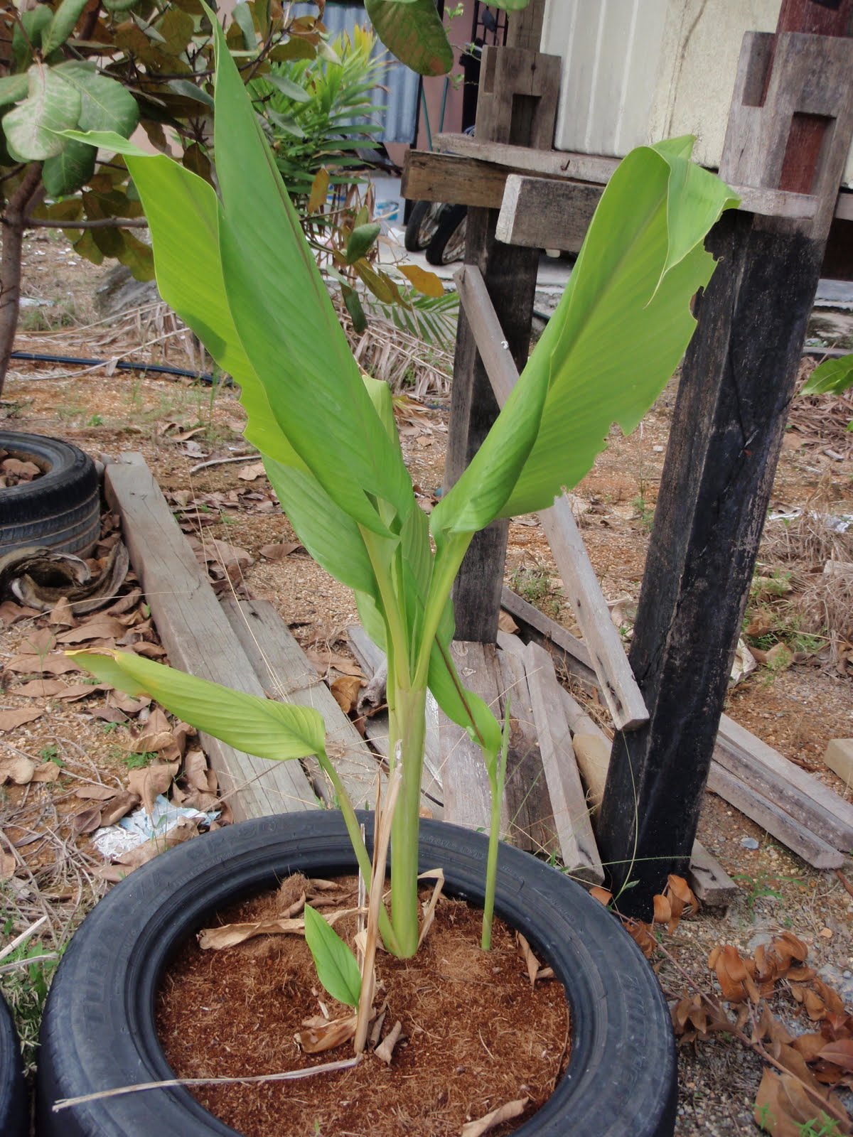 LI NA HERBS: TEMU PAUH