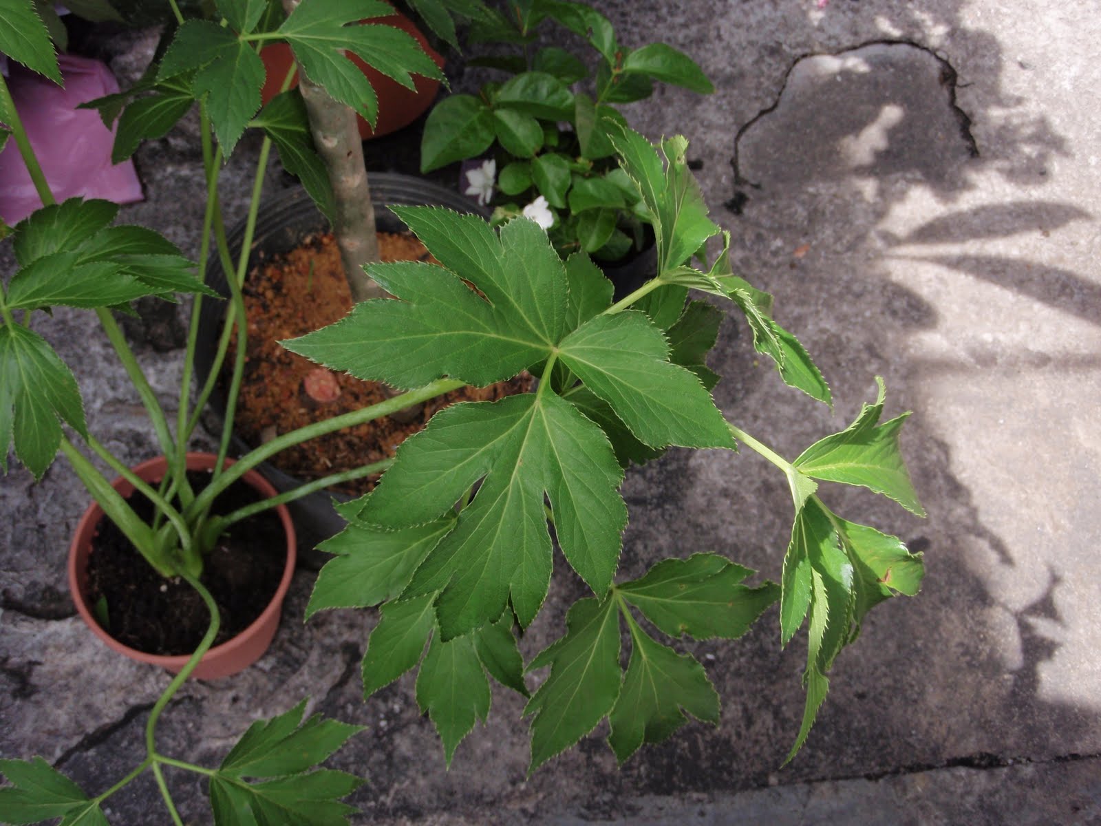 LI NA HERBS: ASHITABA/TOMORROW'S LEAF