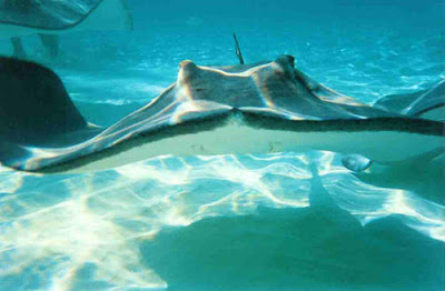 CRYPTOZOOLOGY ONLINE: Still on the Track: DALE DRINNON: The Water Leaper