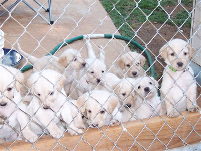 Labradoodles of Fatima: Four weeks old