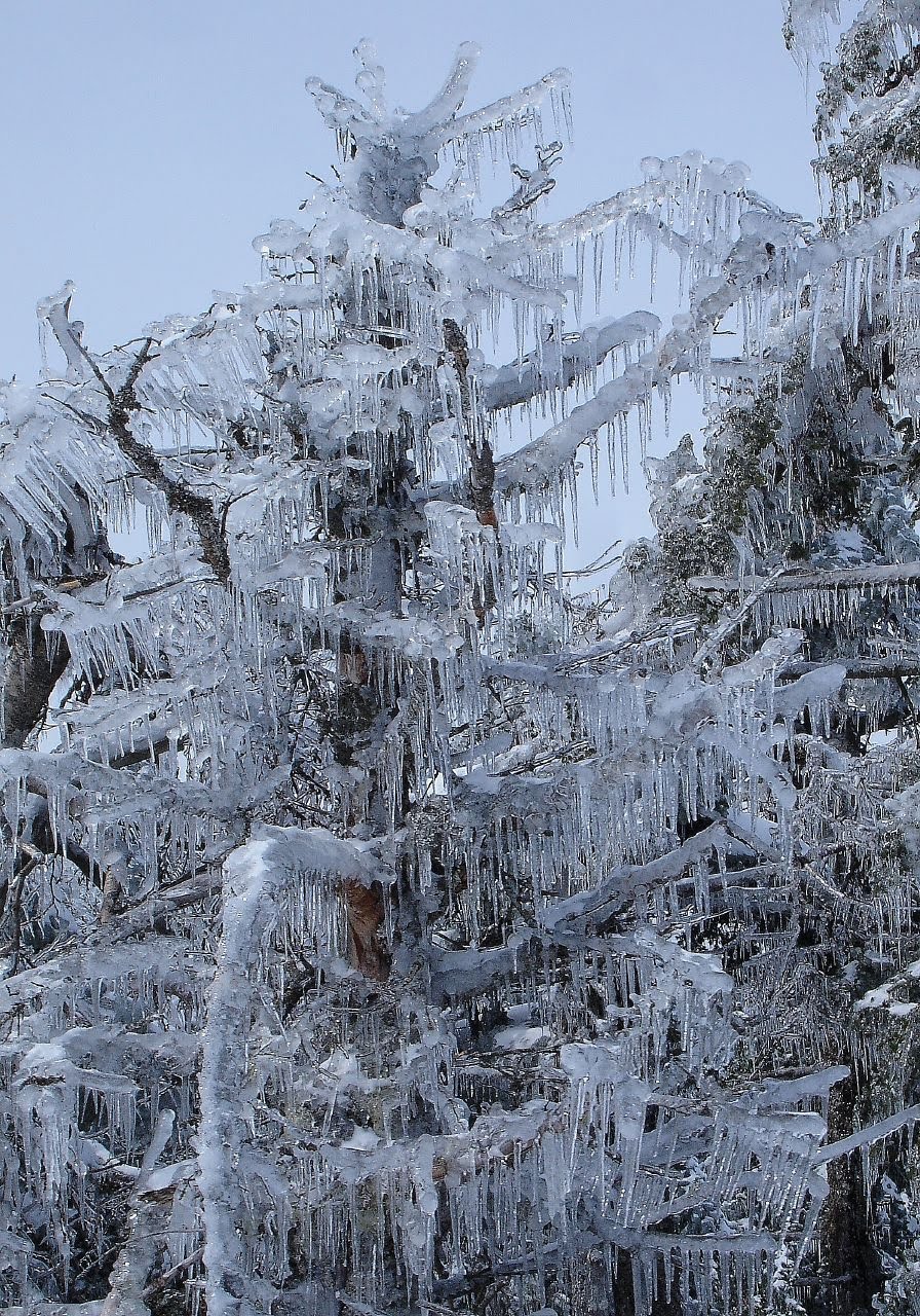 11 Trees Covered in Ice ~ Now That's Nifty