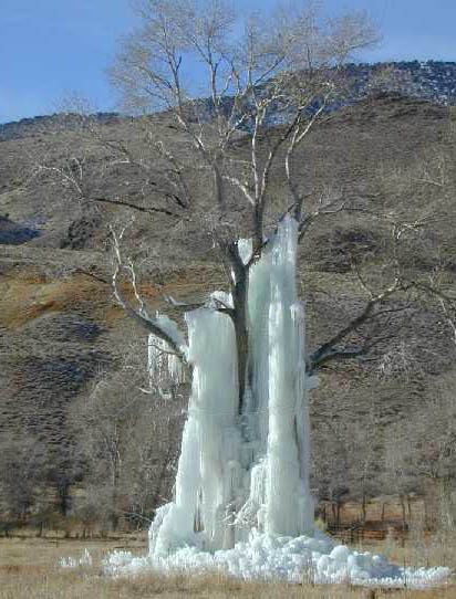 11 Trees Covered in Ice ~ Now That's Nifty