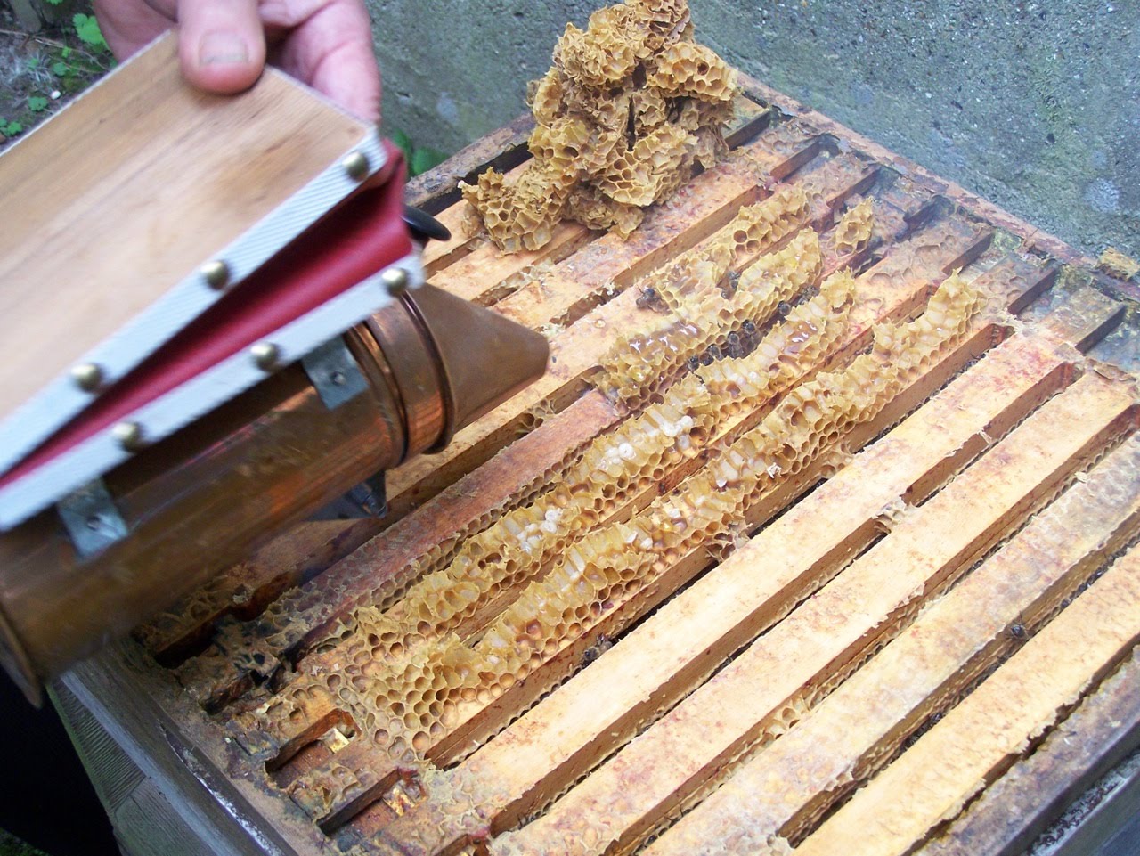 World of Bees: Spring cleaning