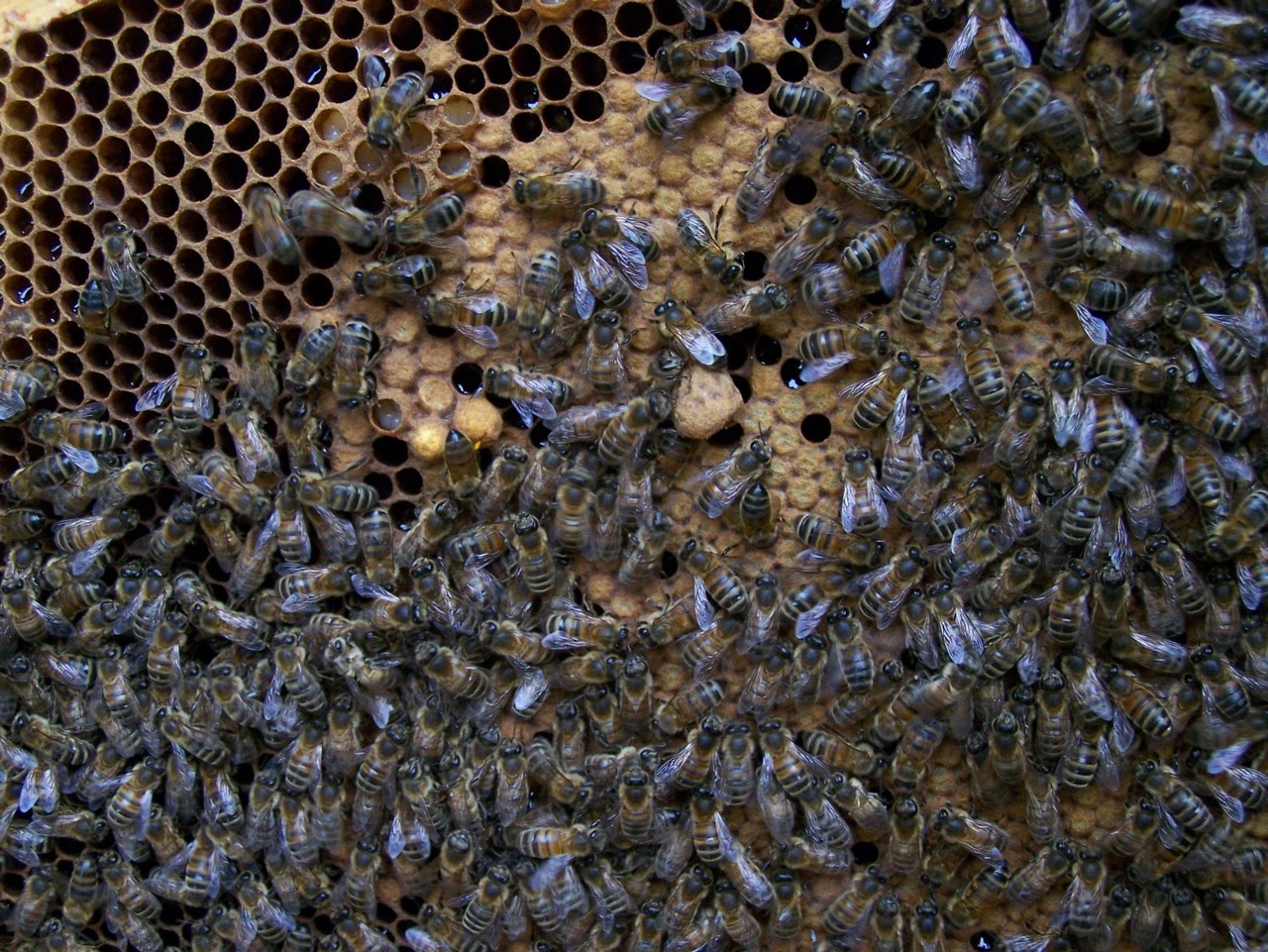 World of Bees: Spring cleaning