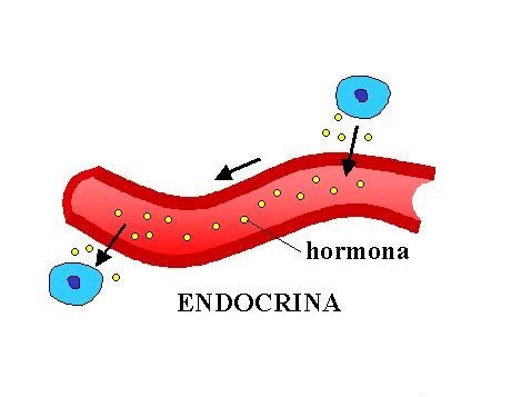 AndreaOrtizbcdc: COMUNICACIÓN CELULAR