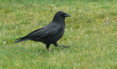 The Greenbelt: Birds in Washington