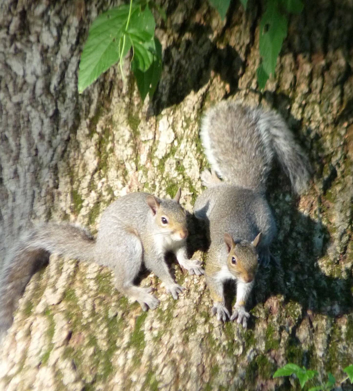 The Greenbelt: O Hai