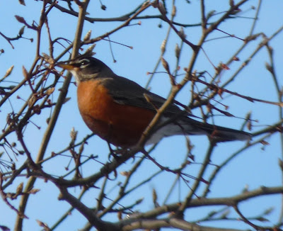 The Greenbelt: Callery pears