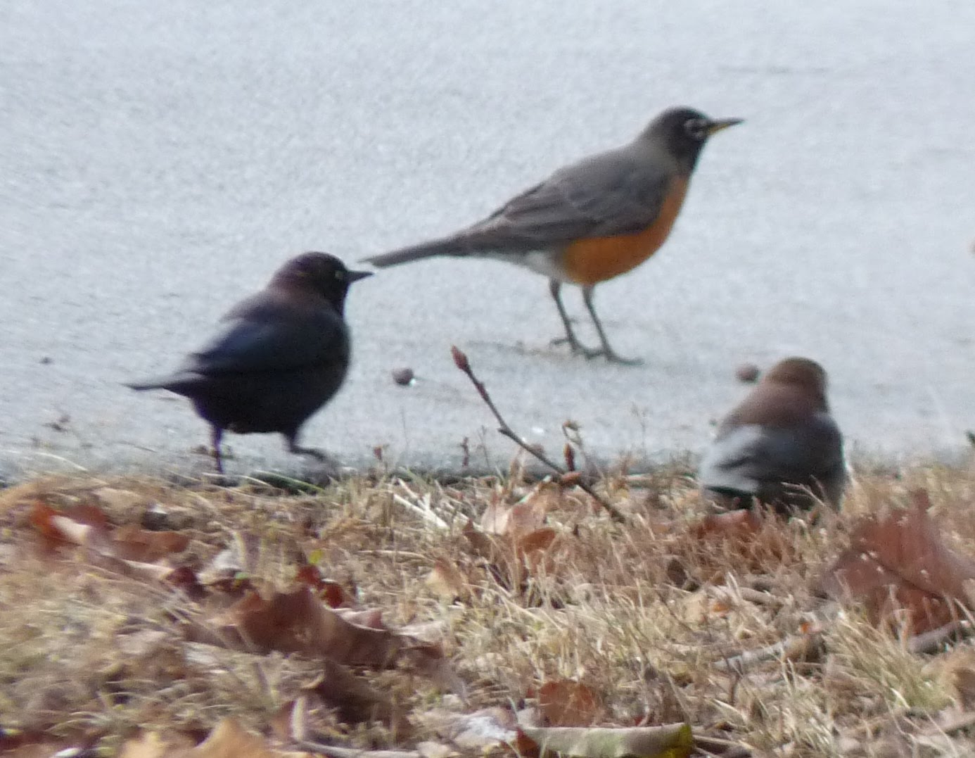 The Greenbelt: Callery pears