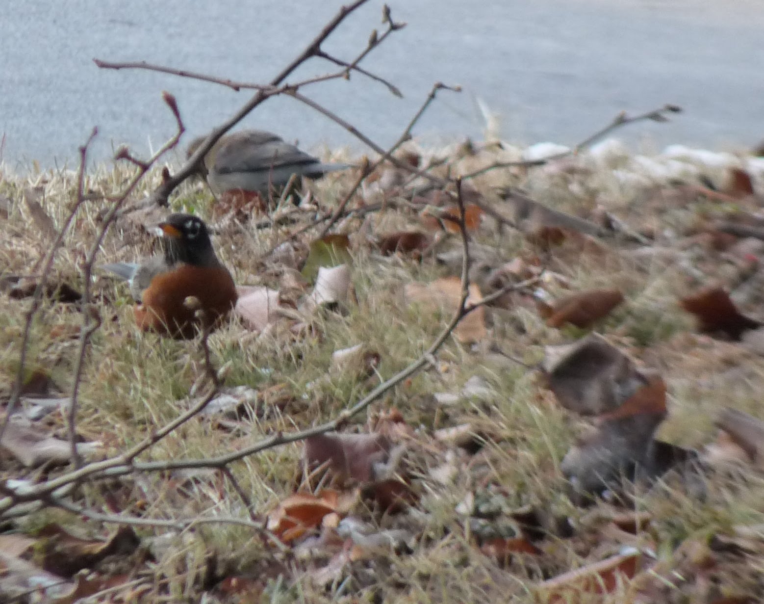 The Greenbelt: Callery pears