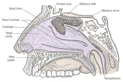 Human organs: Nose