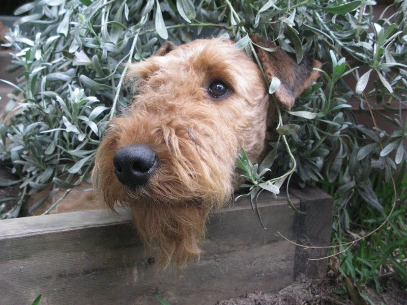 The Rubydale Times: 2010