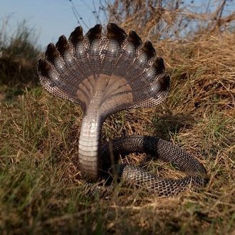 Ten(10) headed hooded cobra found in Jaffna, Sri Lanka