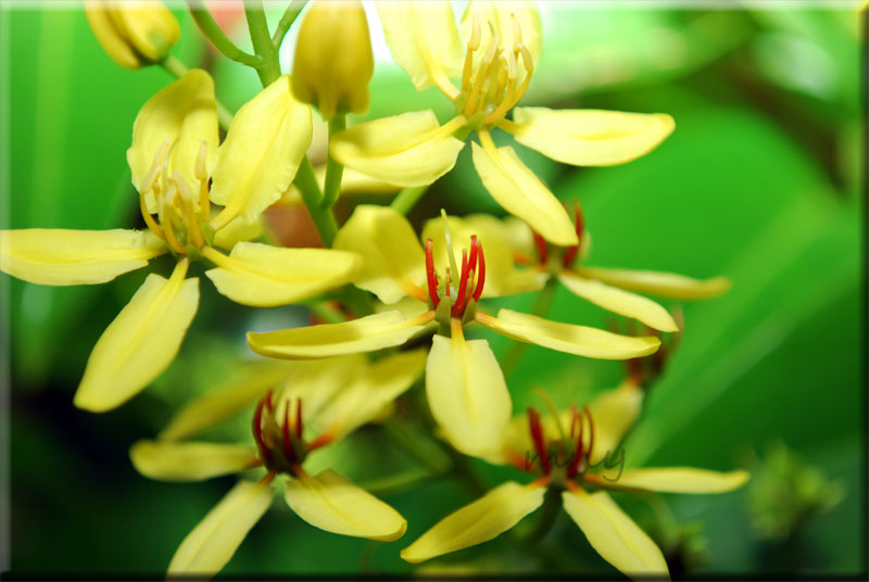 fotonizam: Bunga dan Buah Buahan Tempatan