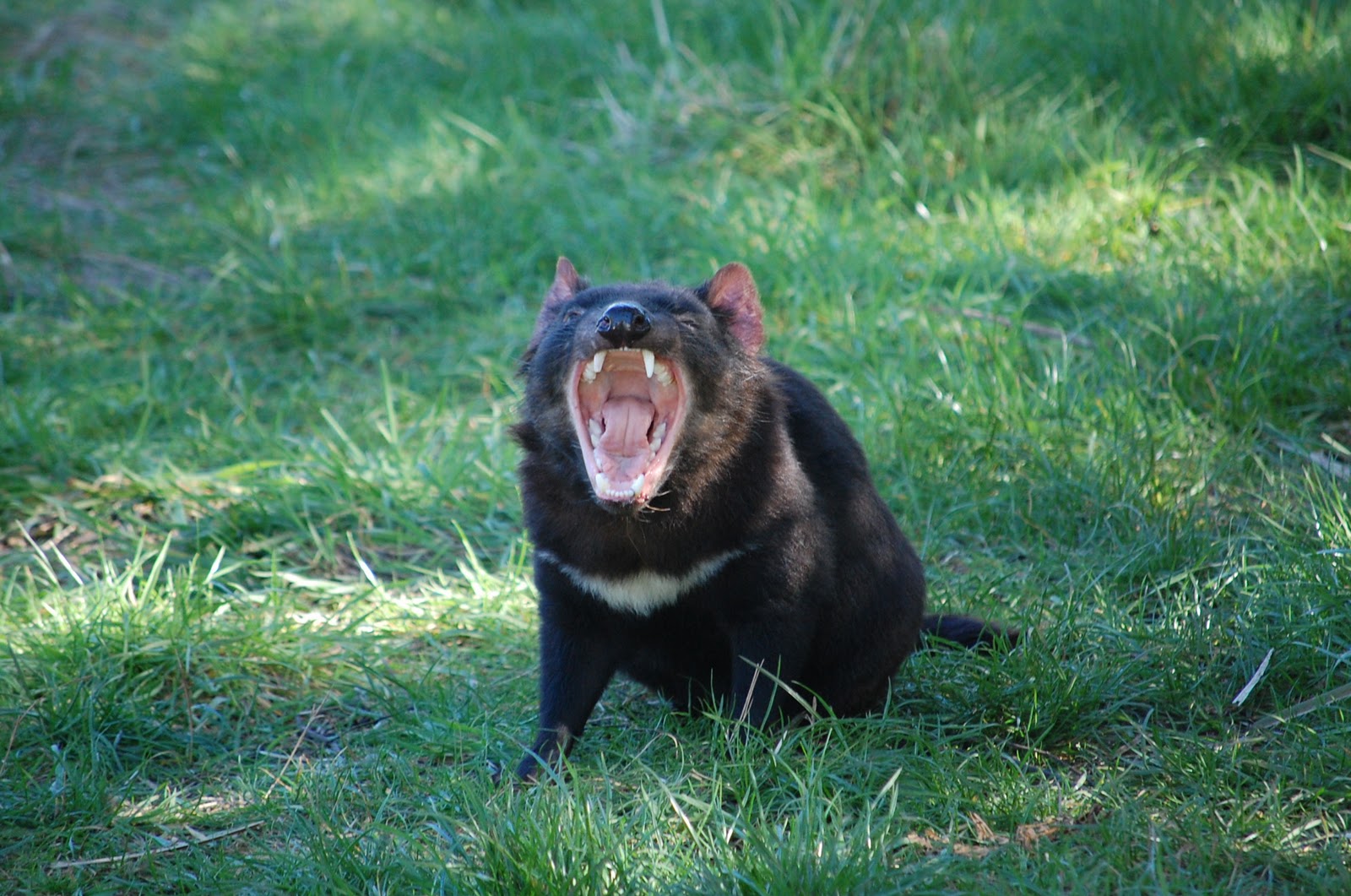 Tassie Twosome: Tasmanian Devils