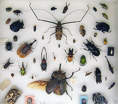 ItsTheBestThingEver!: sites on insect collection and or display