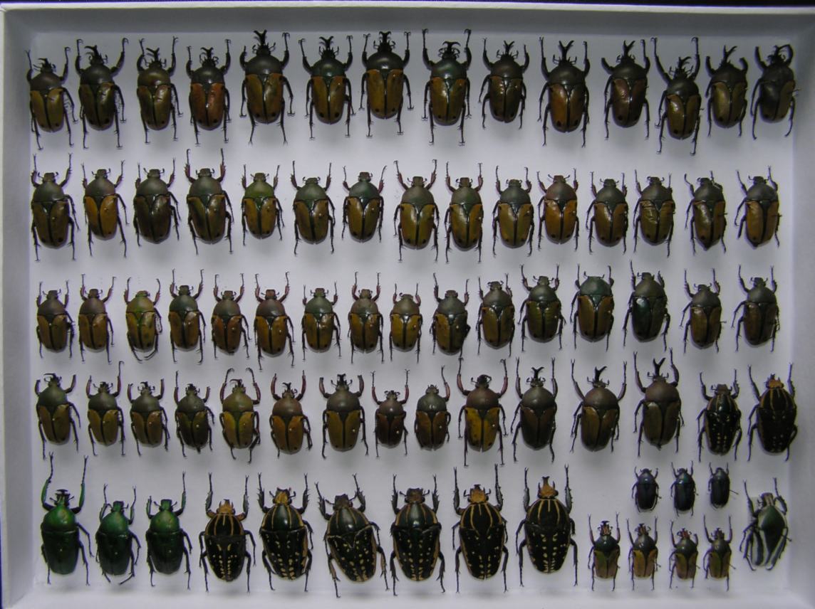 ItsTheBestThingEver!: sites on insect collection and or display