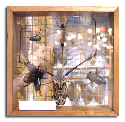 ItsTheBestThingEver!: sites on insect collection and or display