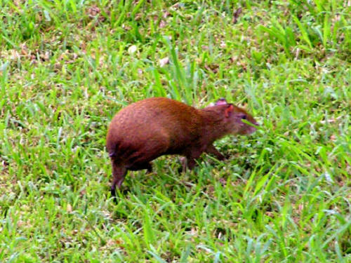 Nancy's Adventures in Roatan: November 2010