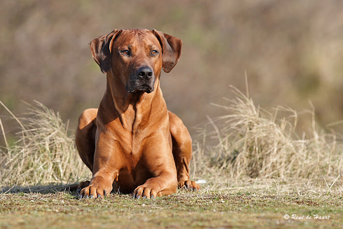 SOS Leão Da Rodésia