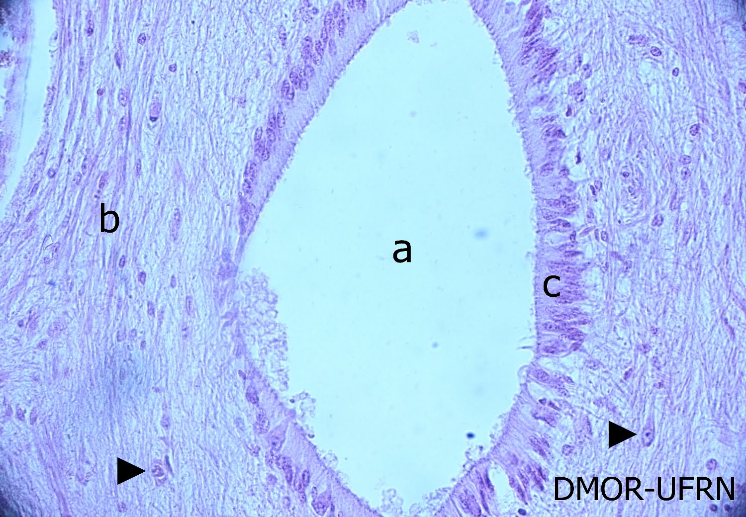 Ciências Morfológicas - UFRN: Medula Espinhal