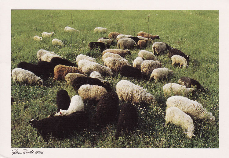 My World in Postcards: Sheep