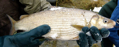 Comme un poisson dans l'eau en Abitibi: Les pieds dans l'eau... froide
