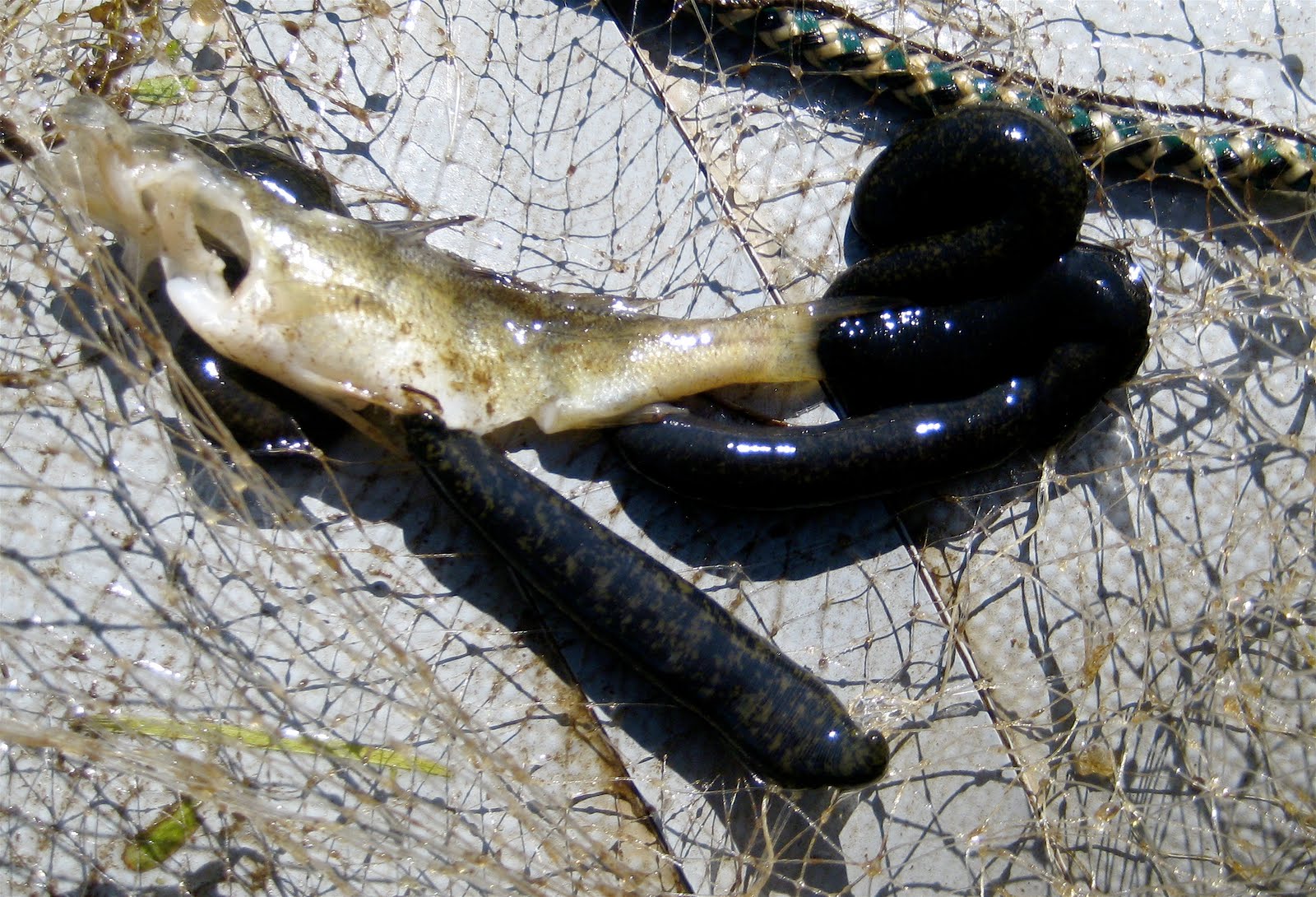 Comme un poisson dans l'eau en Abitibi: Dans l'antre des sangsues