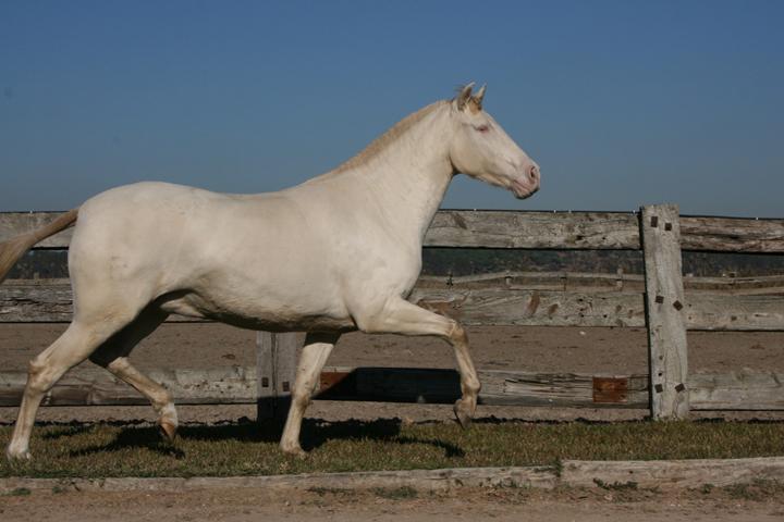 Peralta-Caballos PRE venta-Yeguada Pura Raza Español y CDE-Spanish ...