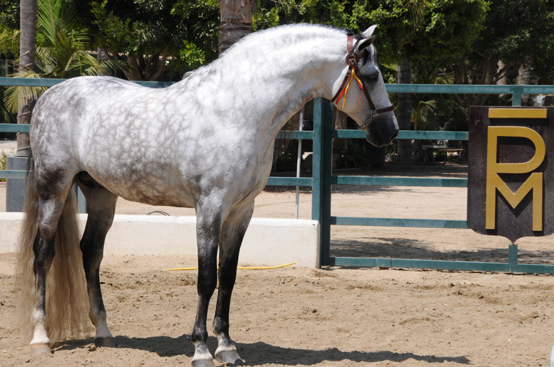 Peralta-Caballos PRE venta-Yeguada Pura Raza Español y CDE-Spanish ...