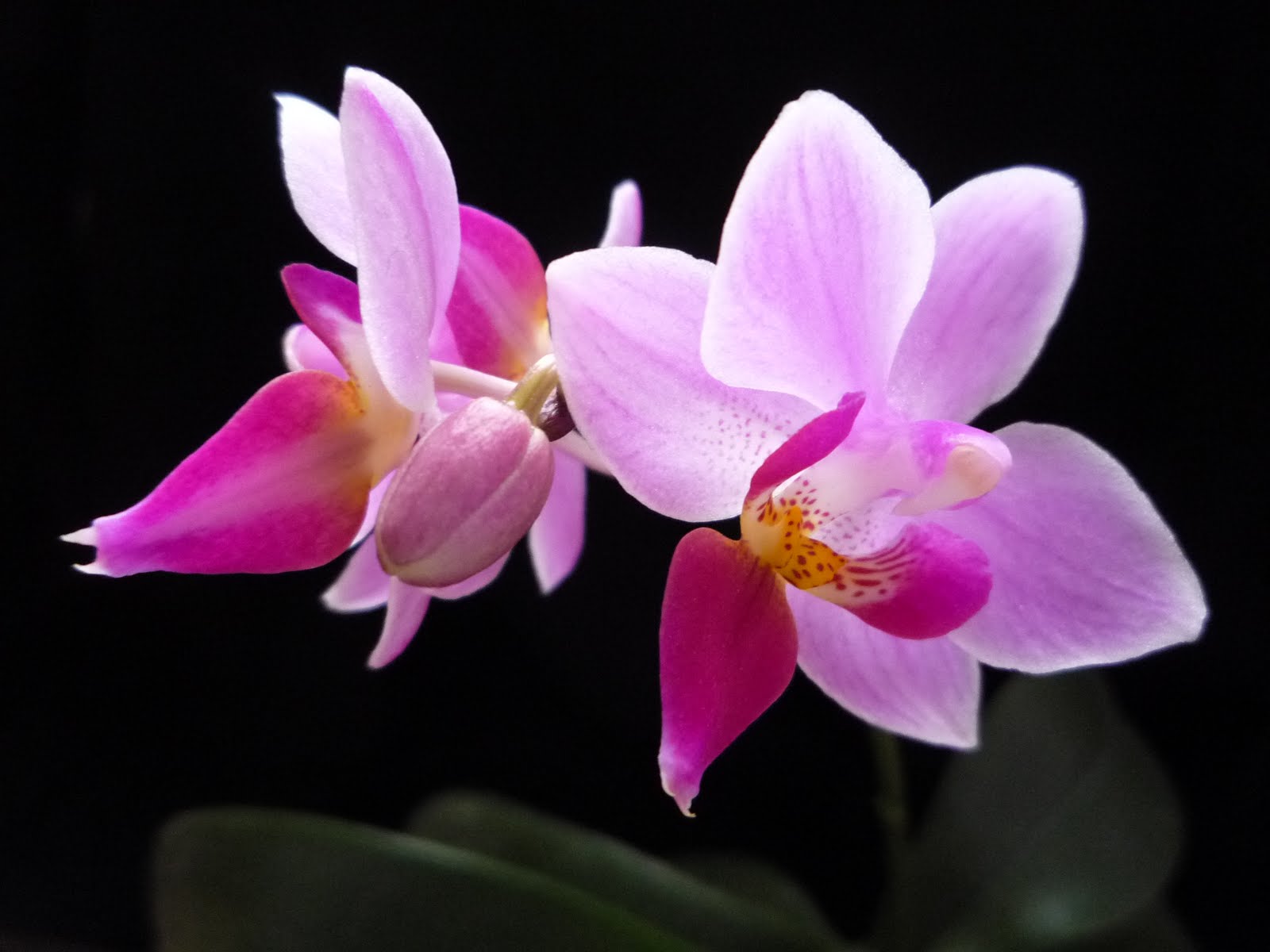 HANAMI 花見: PHALAENOPSIS MULTIFLORA MINI
