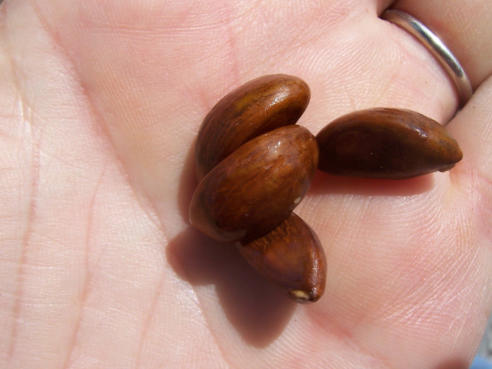 Images-Photos: Photo des quatre noyaux d'une nèfle