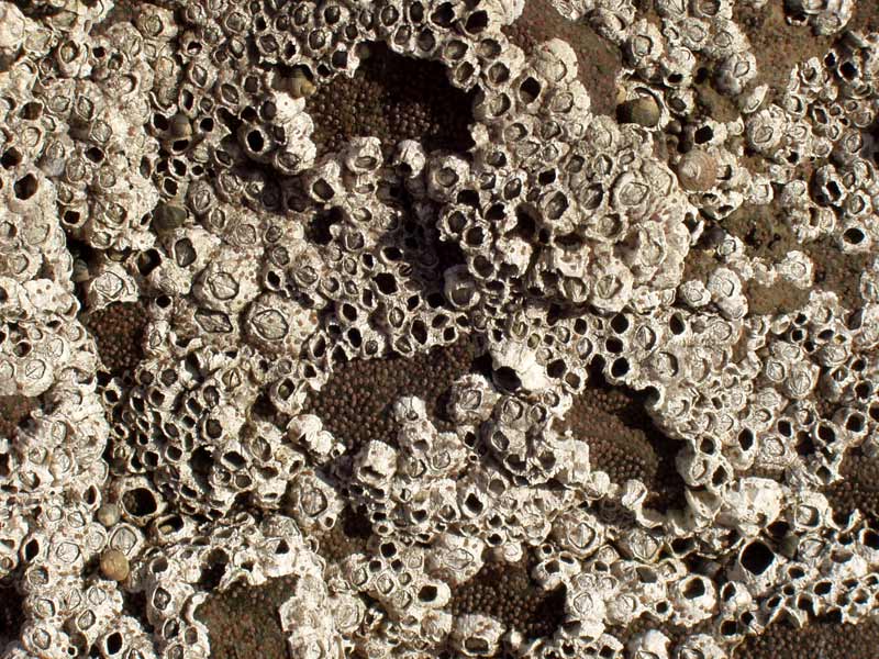 The Mermaid's Tale: Darwin's barnacles: The boringest book...with the ...