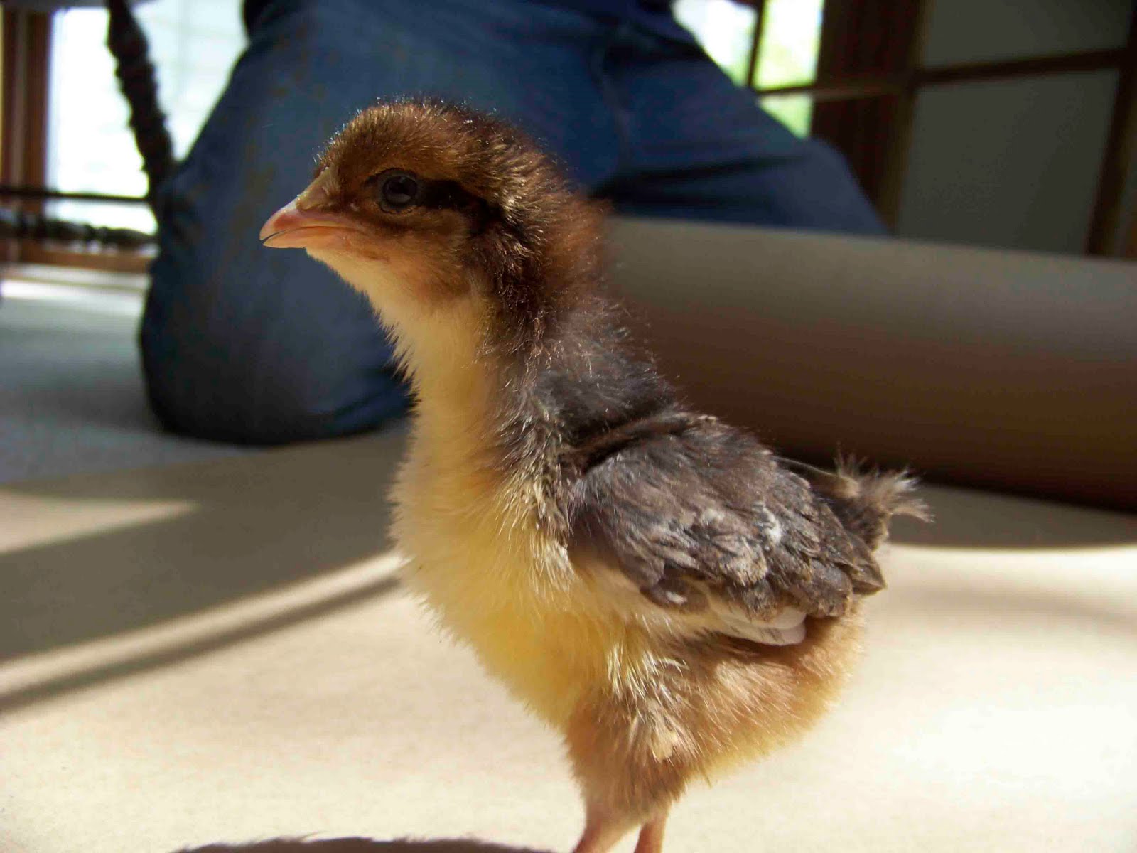 Iron Oak Farm: Raising Chicks